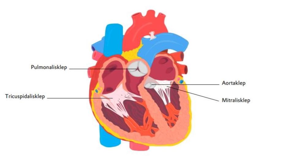 Check je hartgezondheid | Hartstichting
